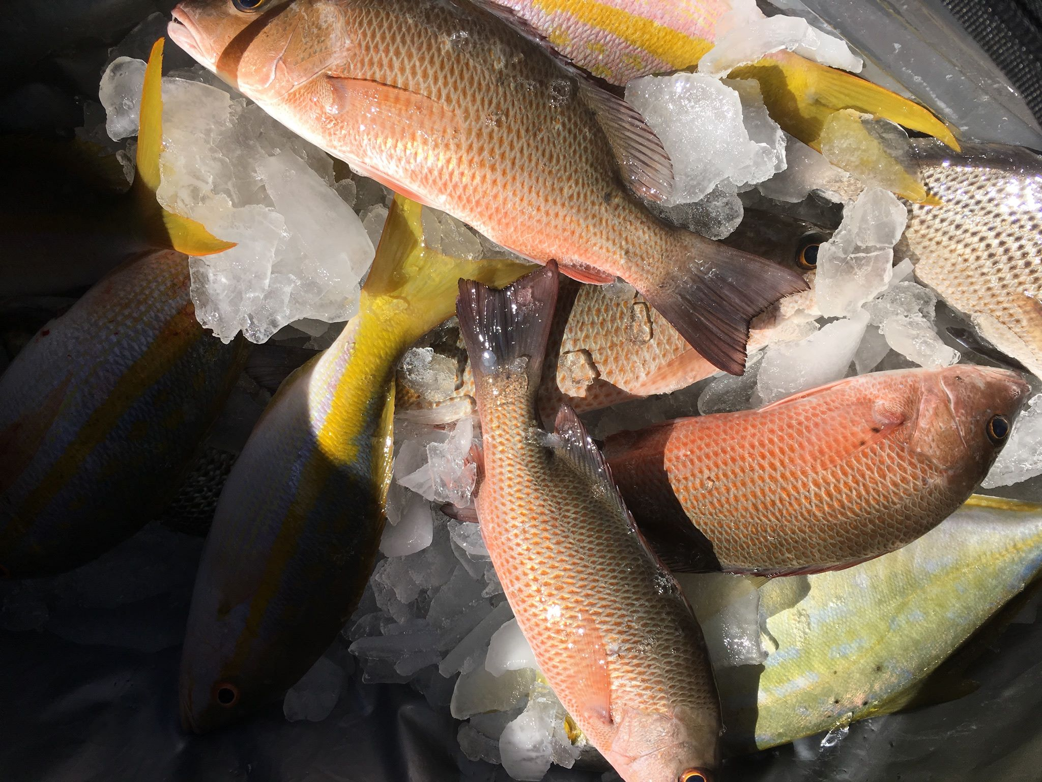 SEARIP Baits – reelh2o